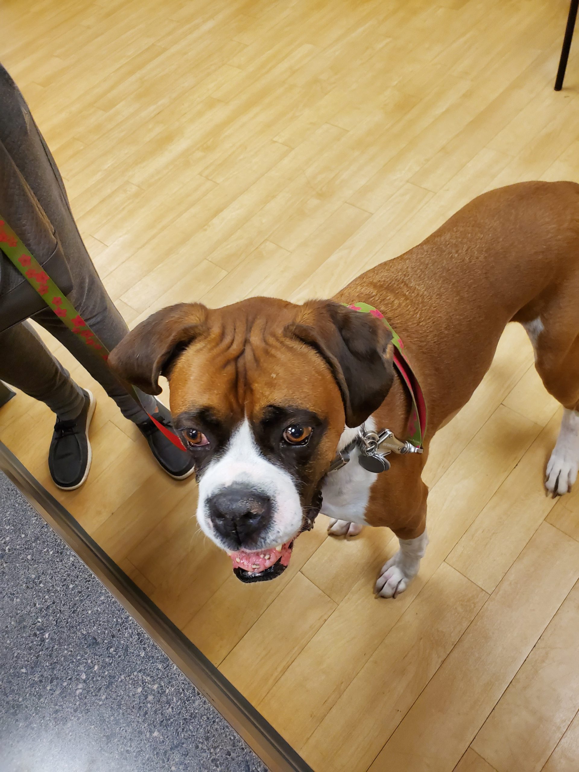 Haus | Evolution Veterinary Specialists