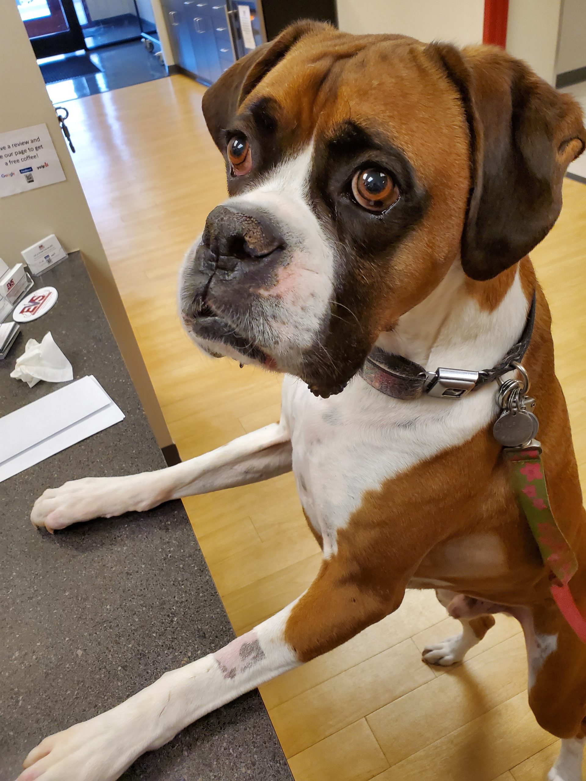 Haus | Evolution Veterinary Specialists