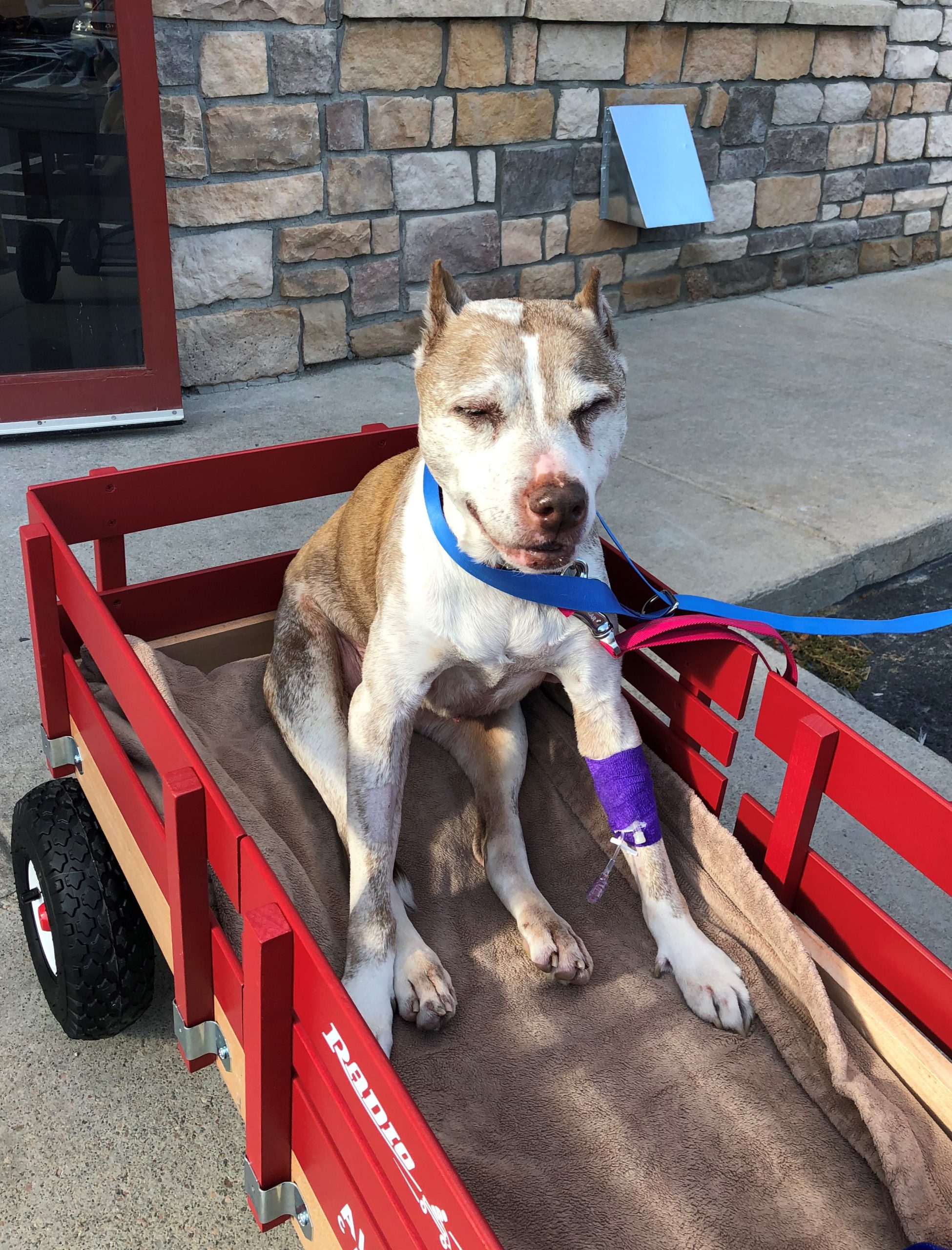 Maggie | Evolution Veterinary Specialists