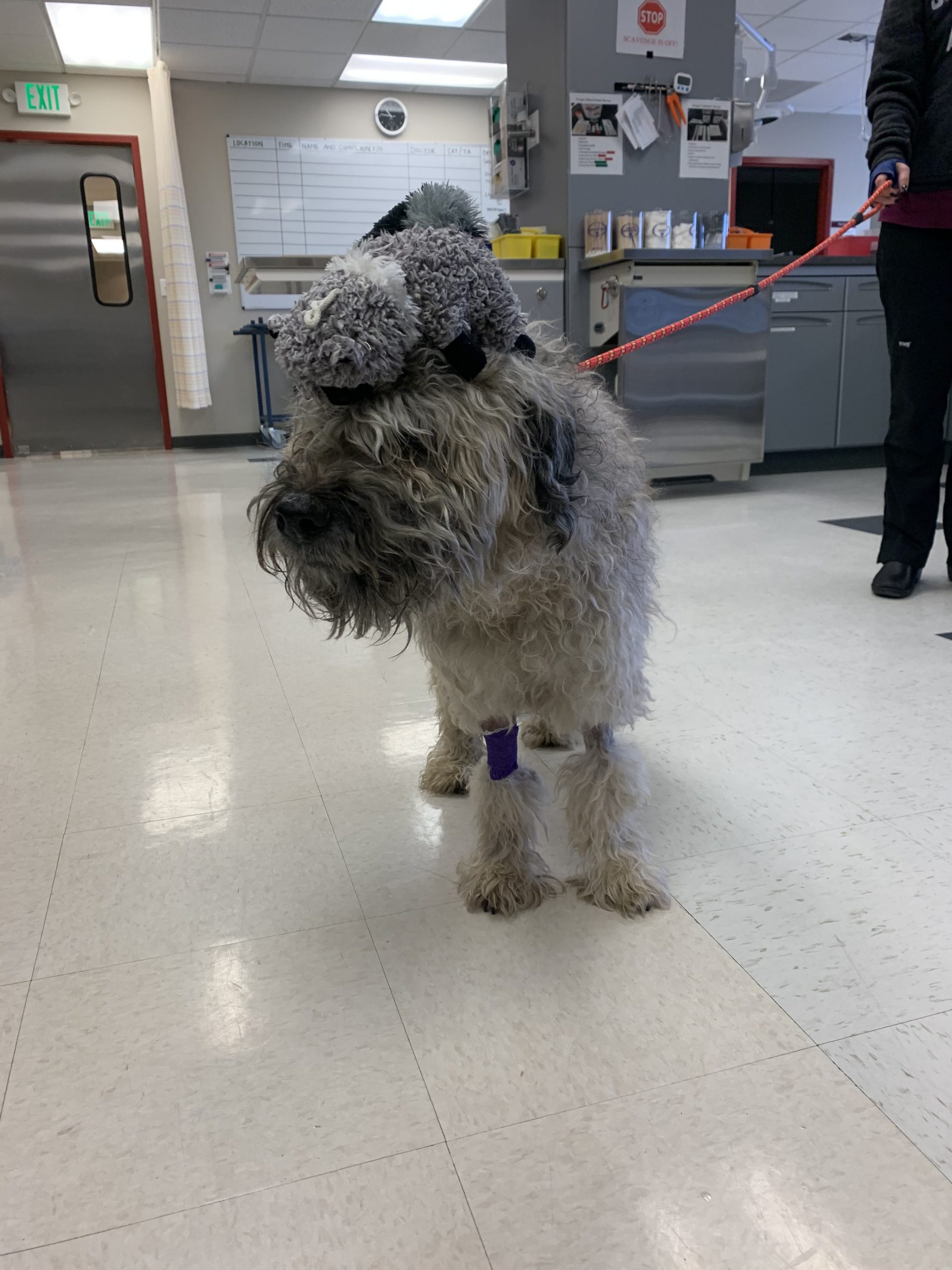 Riley | Evolution Veterinary Specialists