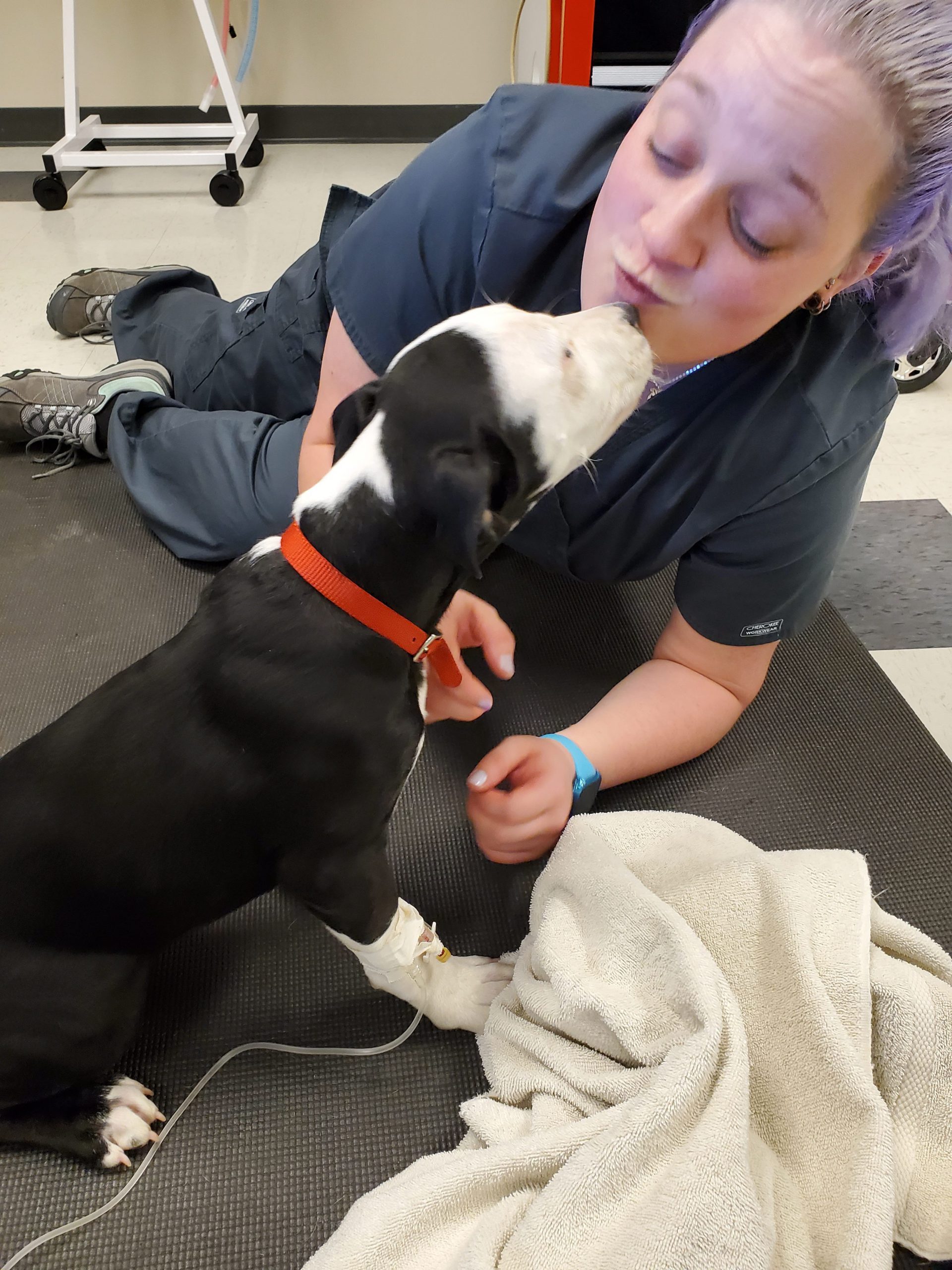 Snap | Evolution Veterinary Specialists