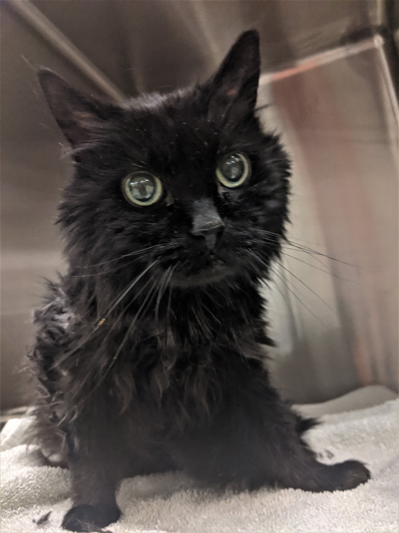 Furball | Evolution Veterinary Specialists