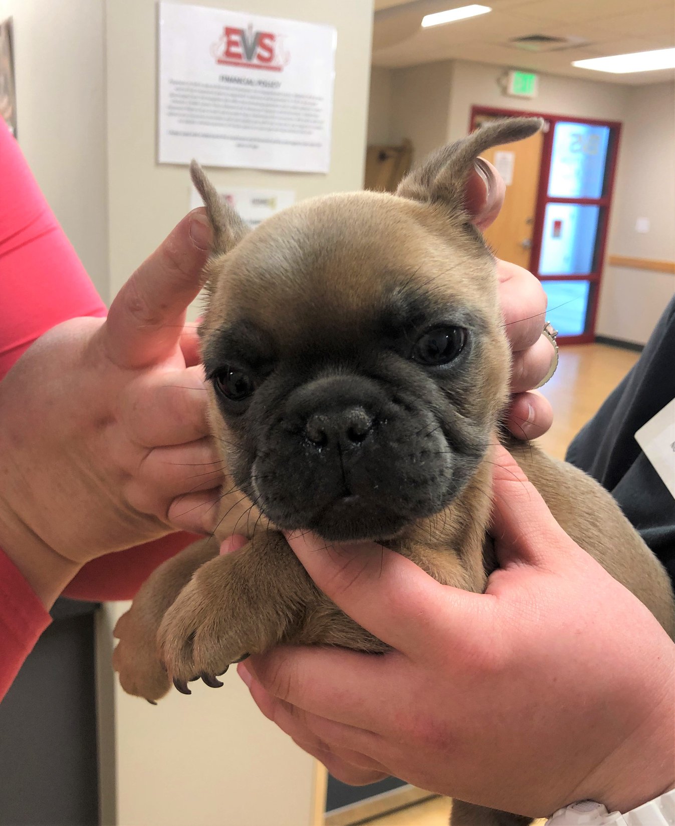 Maxwell | Evolution Veterinary Specialists