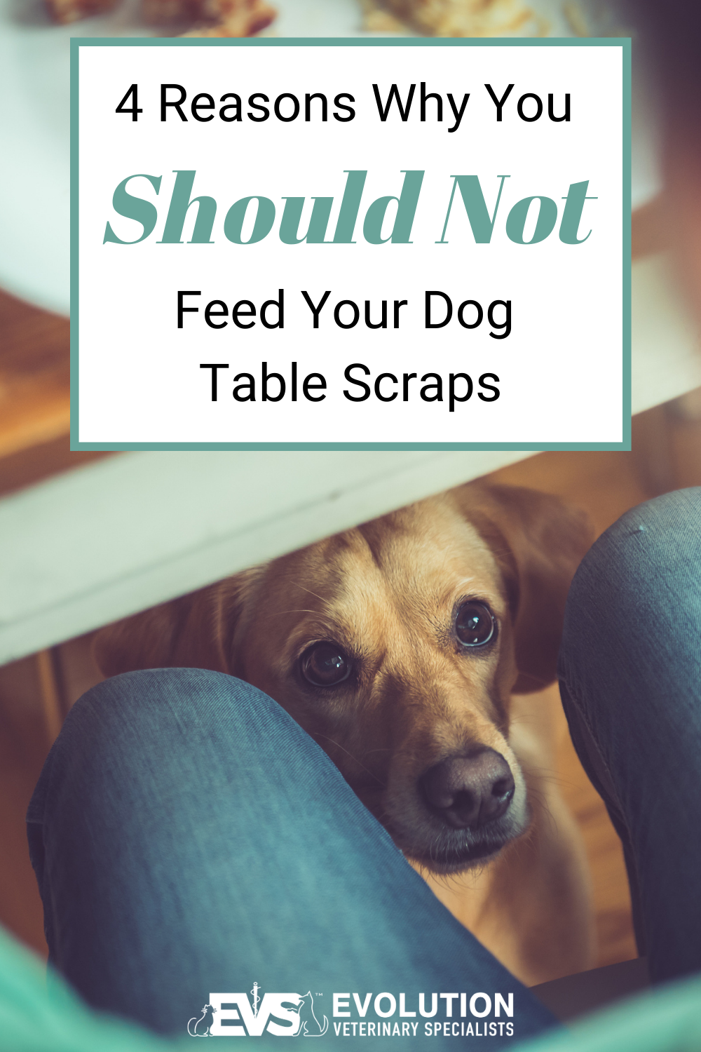 4 Reasons Why You Should Not Feed Your Dog Table Scraps | Evolution ...