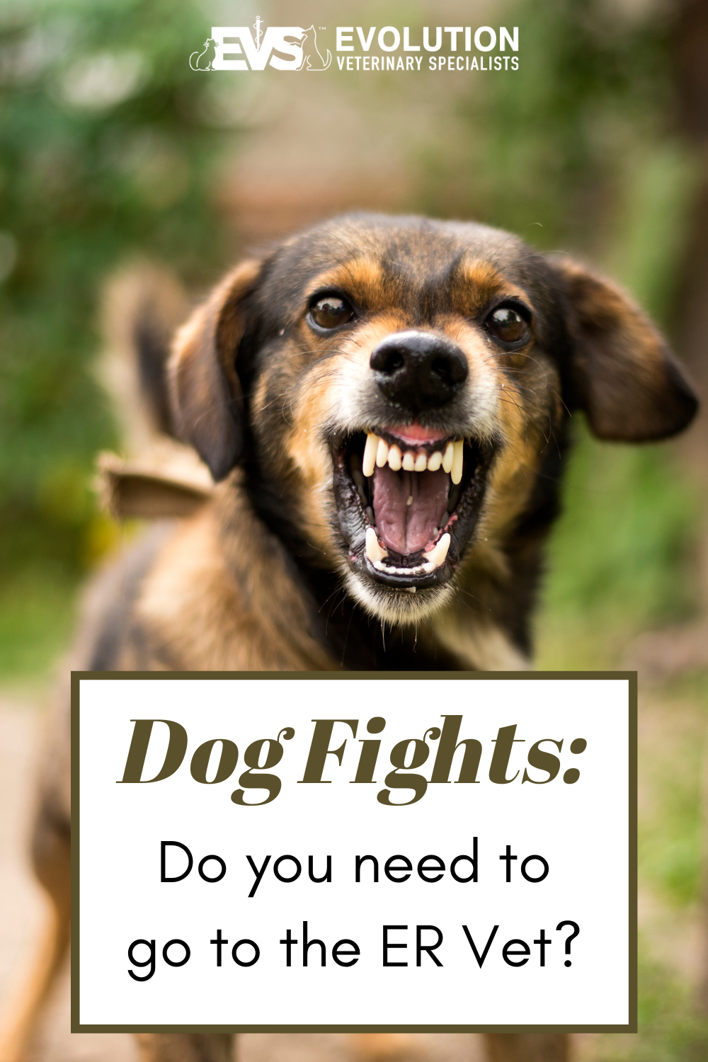 Does Your Dog Need to Go to the ER After a Dog Fight? | Evolution ...