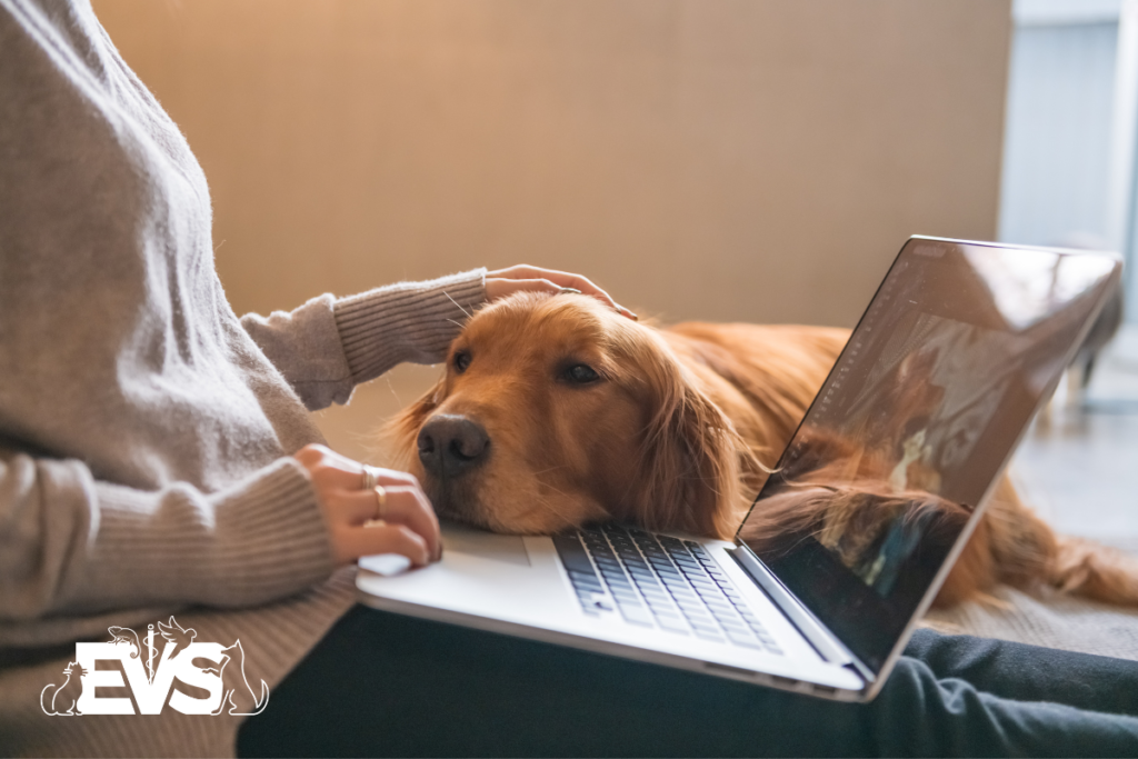 Communicating with Pet Owners During a Pandemic | Evolution Veterinary ...