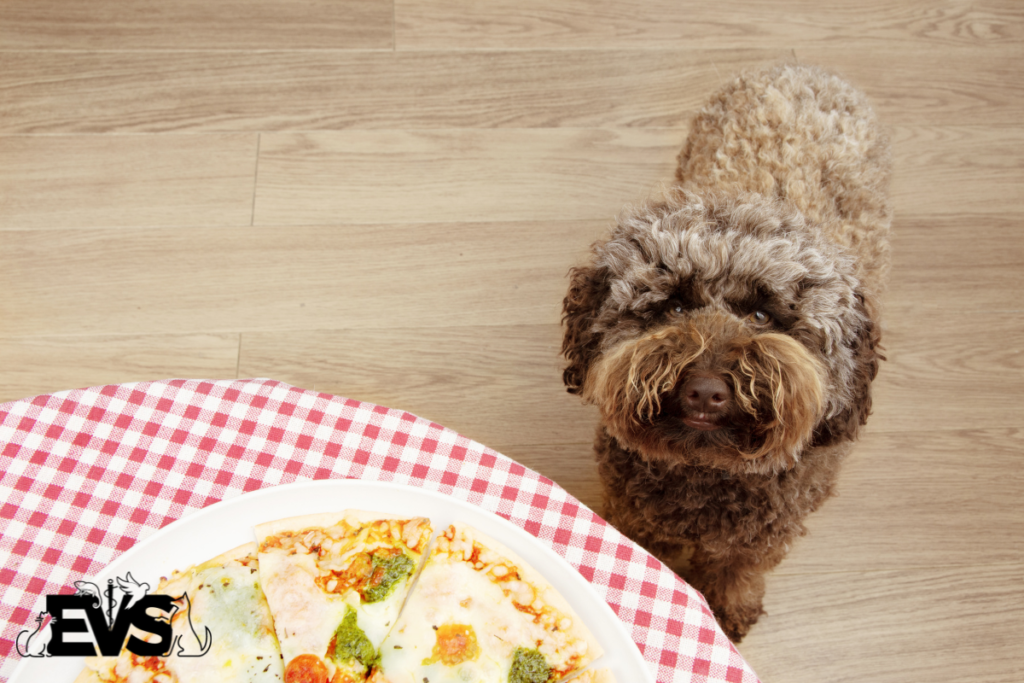 4 Reasons Why You Should Not Feed Your Dog Table Scraps | Evolution ...