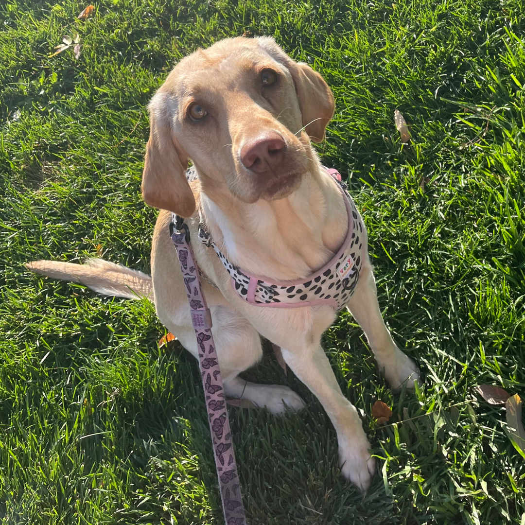 Daffy’s Bald Spot Badge: Overcoming Sebaceous Cysts and Embracing Her ...